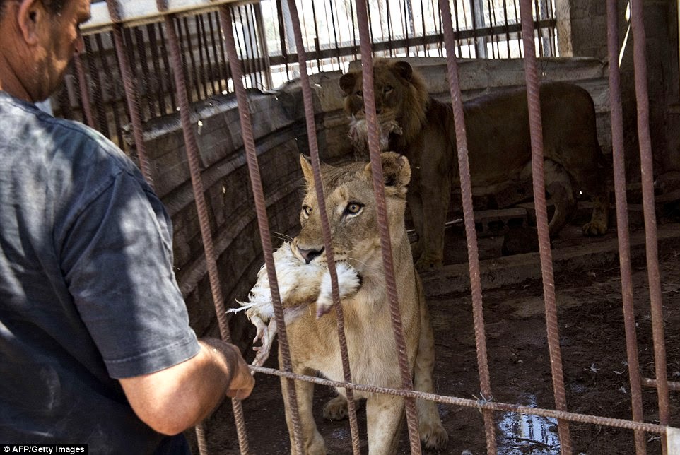 Desgarrador: Animales abandonados y muertos en zoológico de Gaza ...