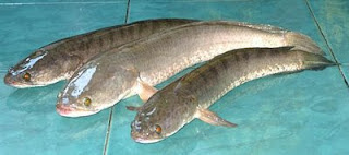 Abon Cita Rasa Nusantara: Khasiat dan Manfaat Ikan Gabus