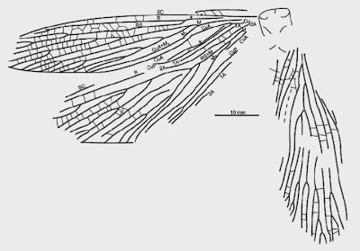 Variety of Life: Polyneoptera