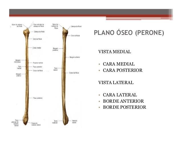 ANATOMIA FUNCIONAL: OSTEOLOGIA- Miembro Inferior- Tibia /Perone