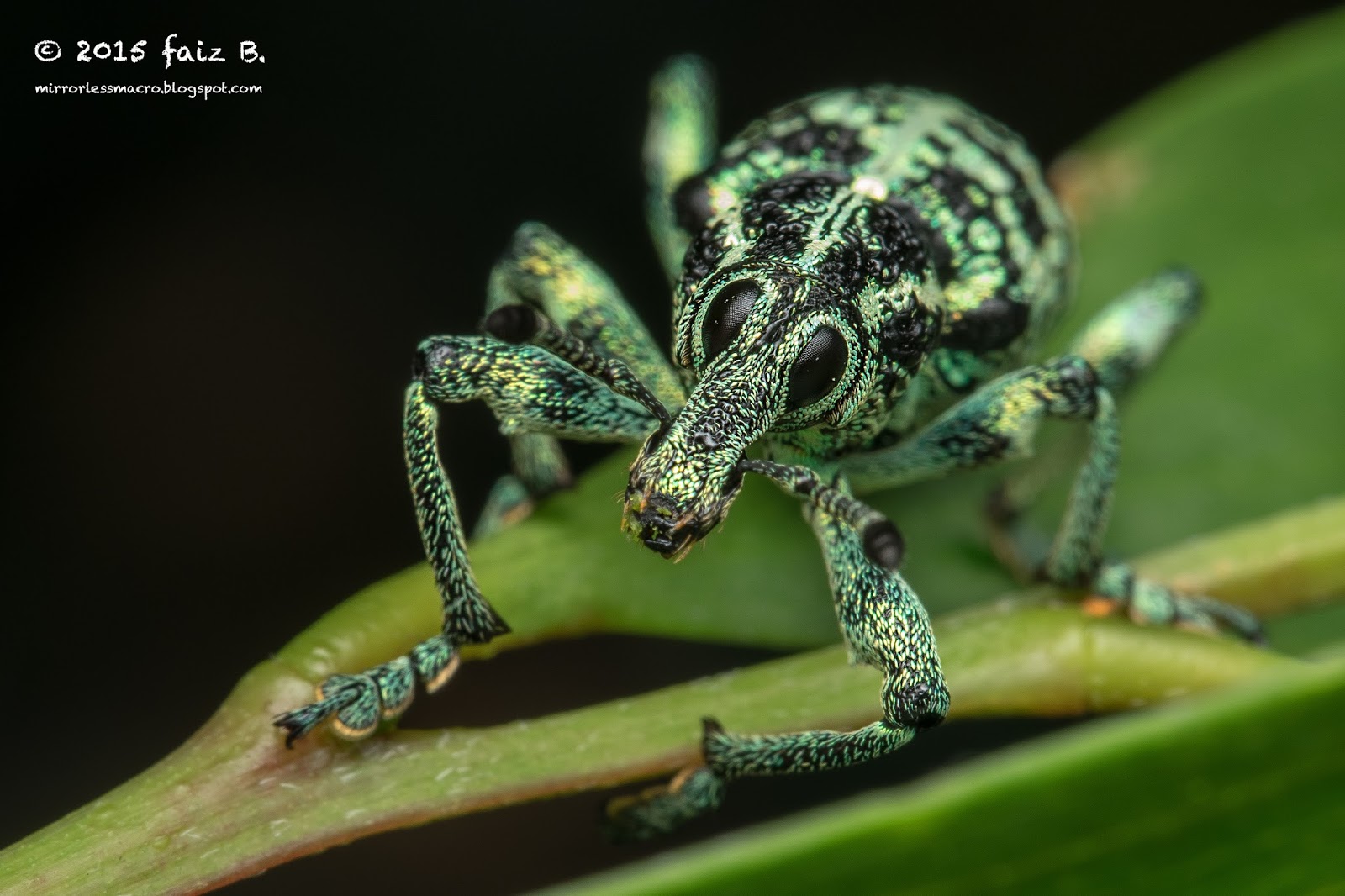 Mirrorless Macro Photography: The Natural Gem of Australia ...