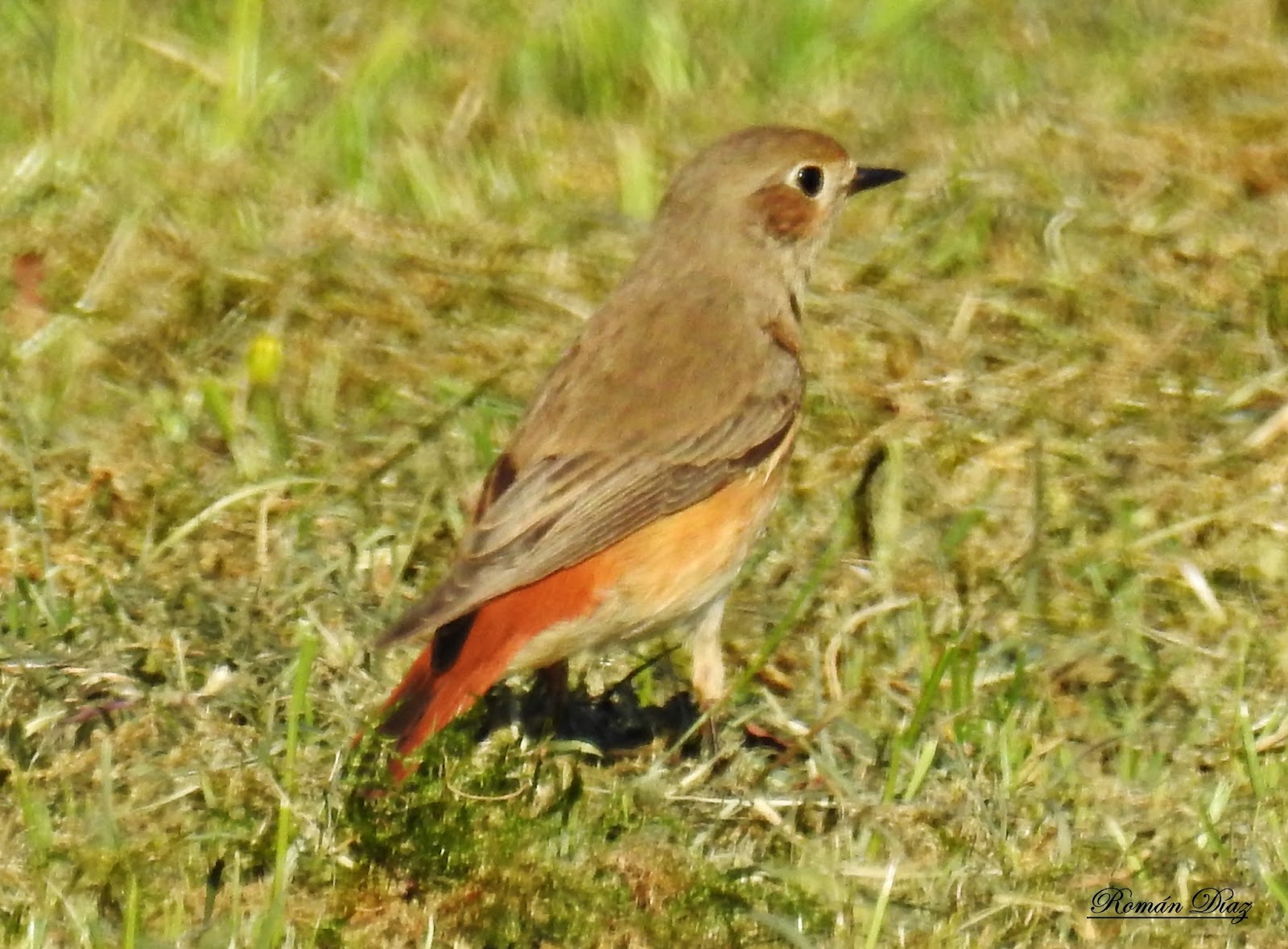 Fotoafición Román: Colirrojo real. (Phoenicurus phoenicurus)