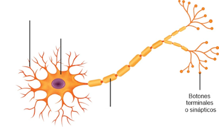 3.- ANATOMÍA DE LA NEURONA