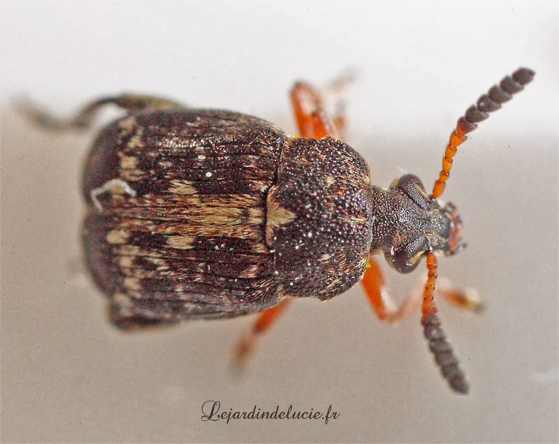Bruchus rufipes, coléoptère aux yeux bien échancrés!