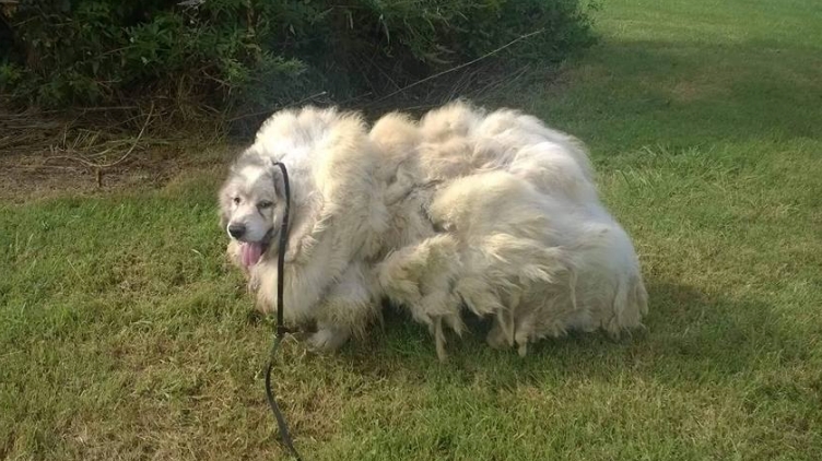White Wolf : Neglected Great Pyrenees Freed From Barn And From 35 ...