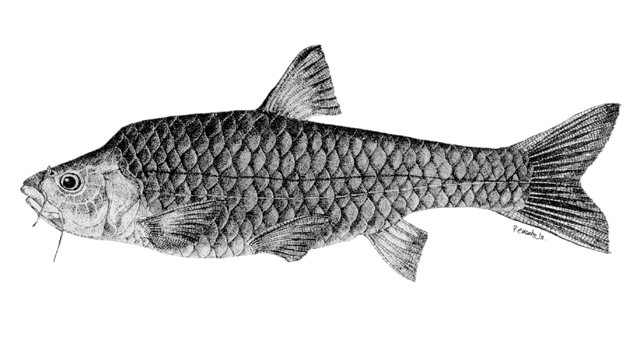 Artes de Pesca: ACTINOPTERYGII