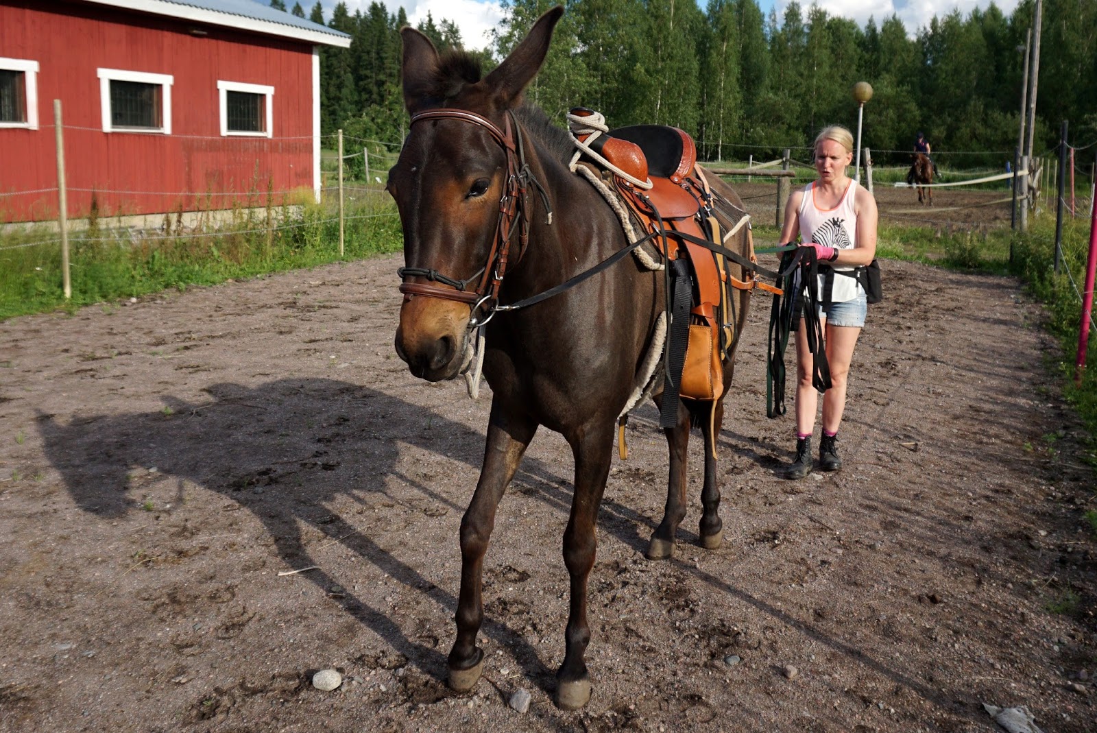 Muuliprojekti: kesäkuuta 2016