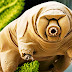 The Most Resilient Animals in the Universe | Tardigrade | organism ...