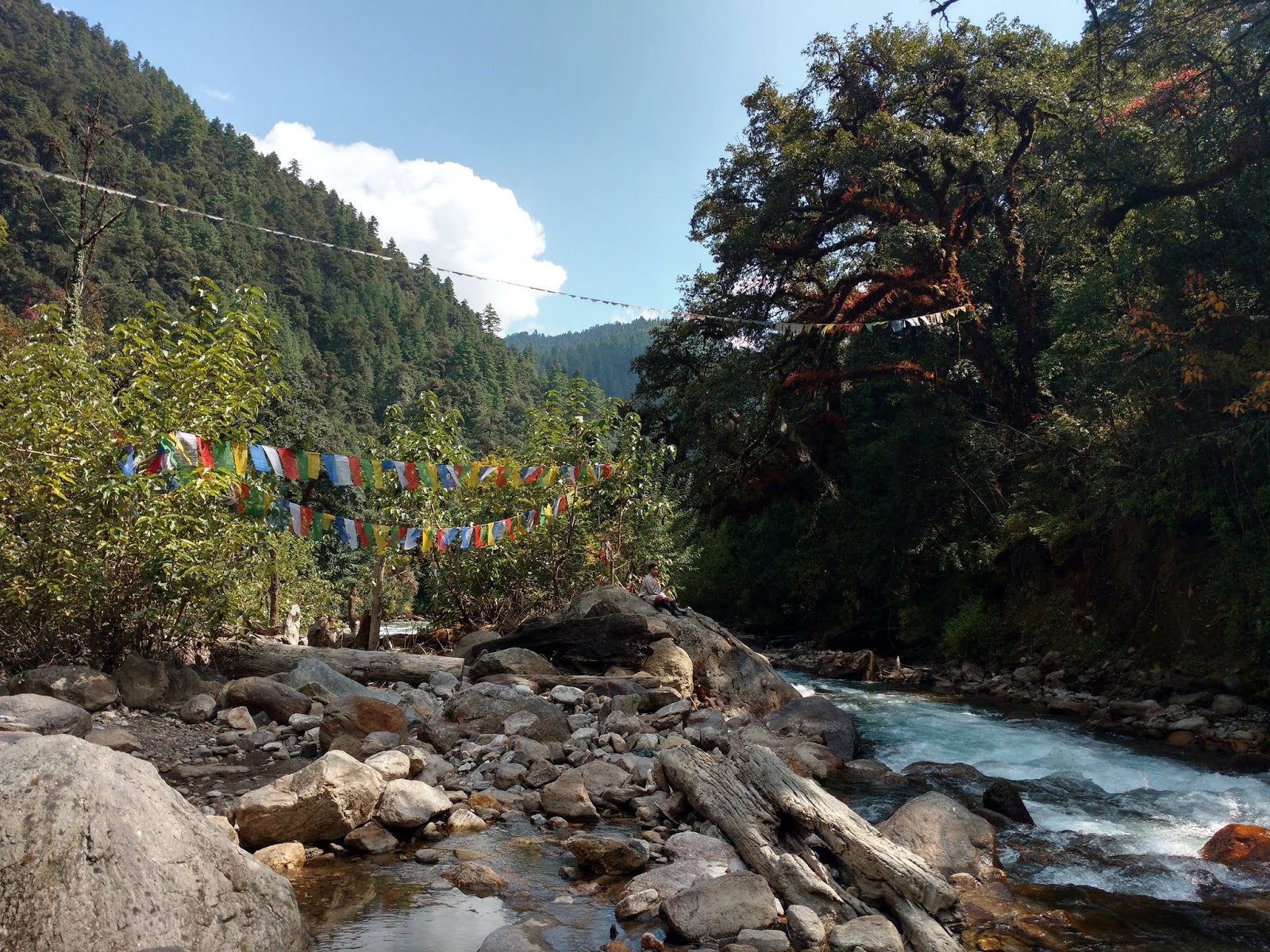 Spotted Owlets: Jigme Dorji National Park