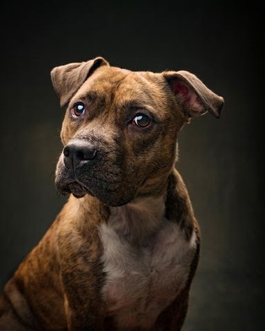 Lecturas Mágicas: EL PERRO, LA CULEBRA Y EL NIÑO