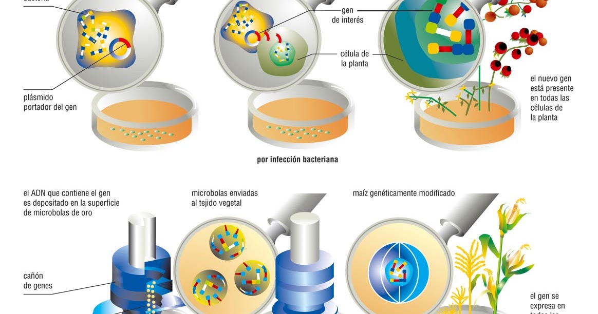 BIOLOGÍA MOLECULAR : ADN recombinante en el Asma