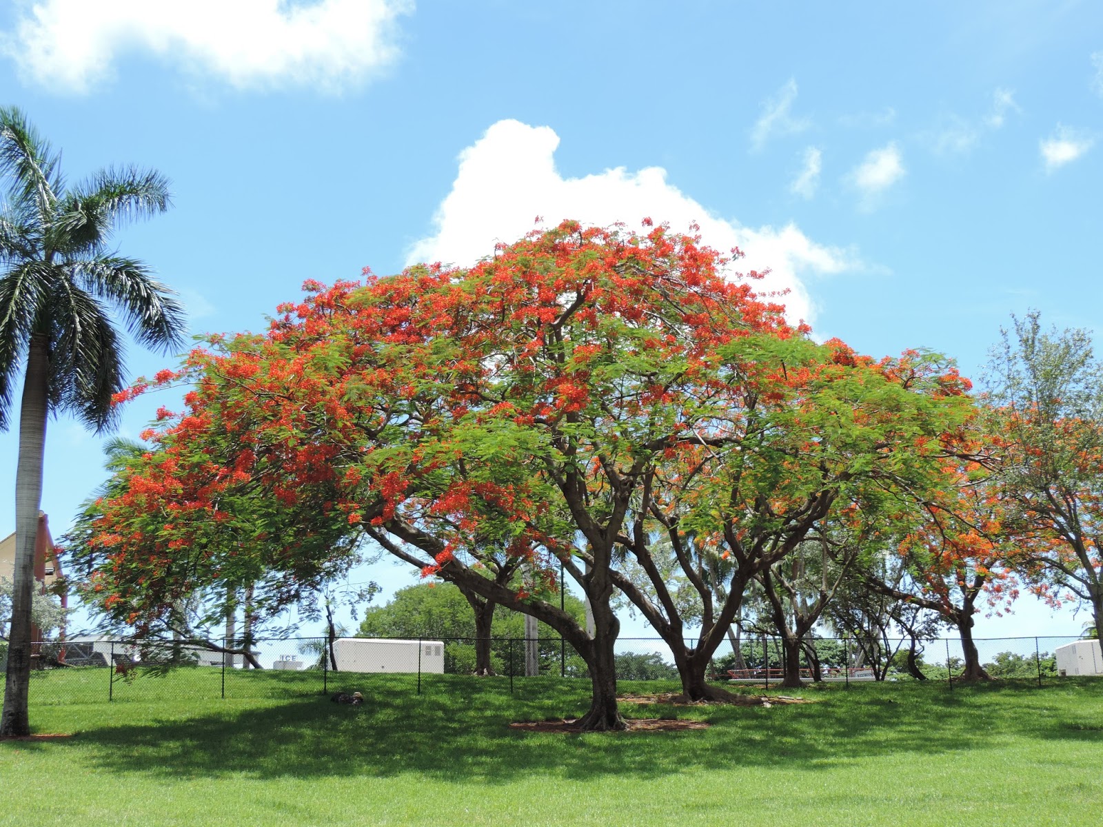 Bonao Internacional: LOS FLAMBOYANES ROJOS , AMARILLOS Y MORADOS ESTAN ...