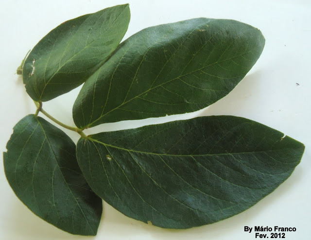 Meu Cantinho Verde: PAU-FAVA, ALELUIA - ( Senna macranthera )