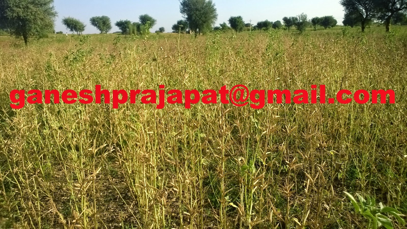 GUAR GUM INFORMATION AND GUAR GUM CULTIVATION IN INDIA: Guar ( Guar Gum ...