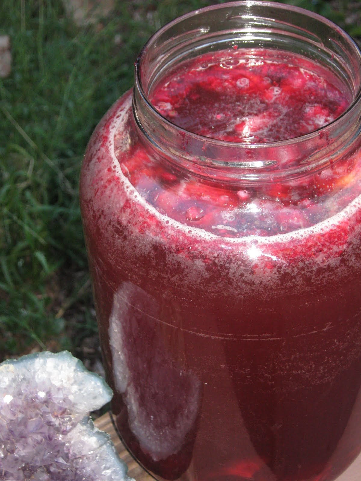 Our Little Sprouts: Prickly Pear Kombucha!