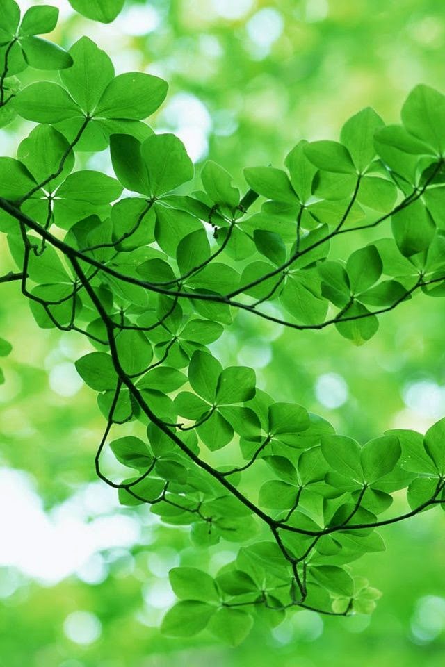 Green ~ Stunning nature