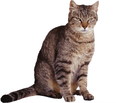 Gato Fofo: Gatos png