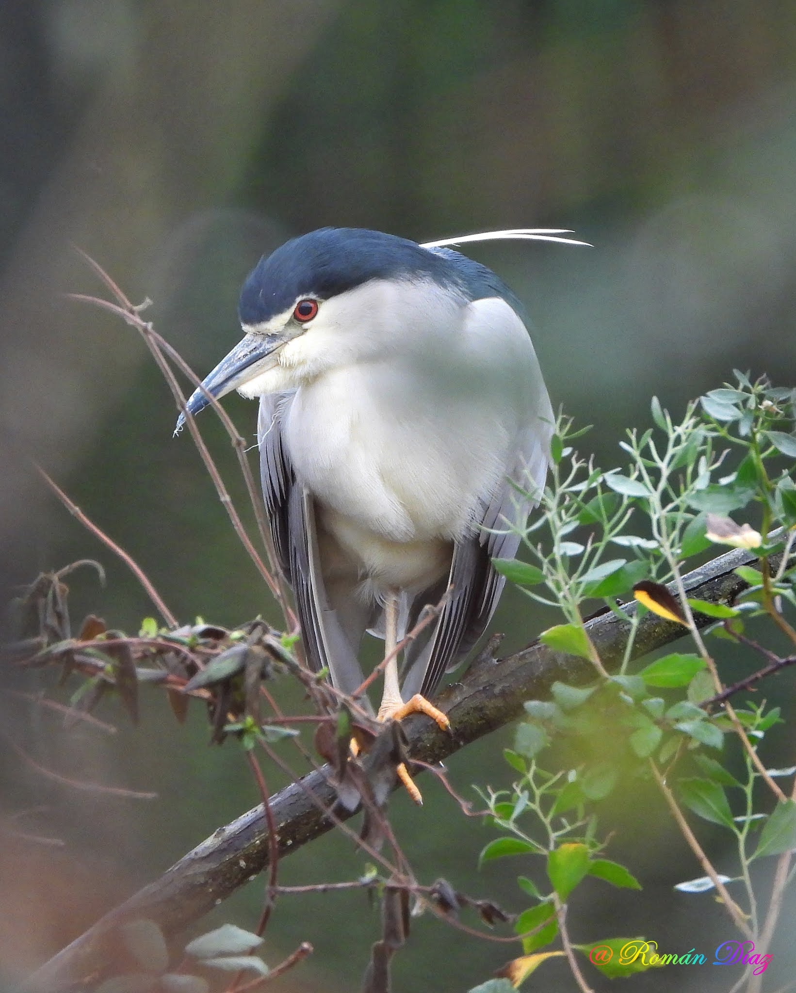 Fotoafición Román: Martinete común (Nycticorax nycticorax)