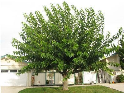 De magia y otras cosas: MORERAS