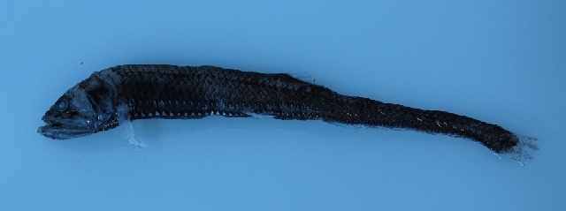 Artes de Pesca: ACTINOPTERYGII