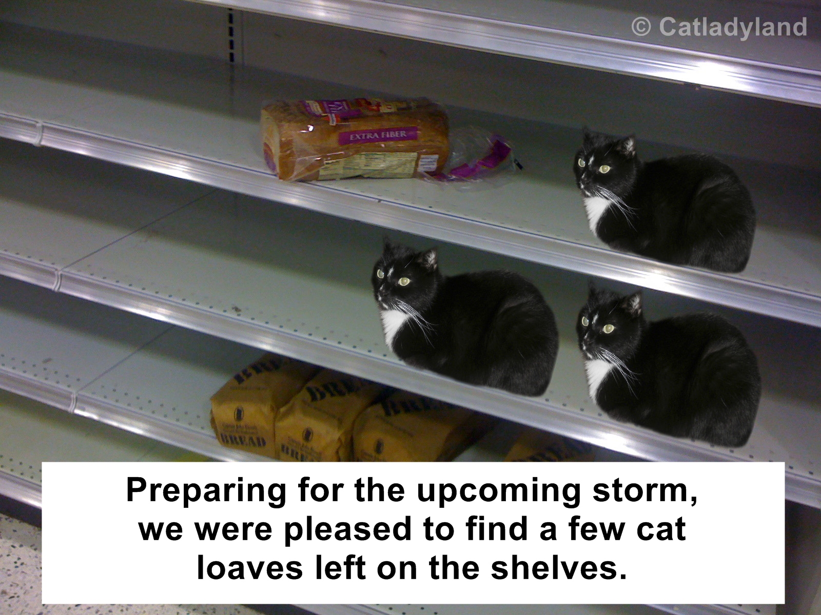 Catladyland: Cats are Funny: Cat Loaves: Get 'Em Quick!