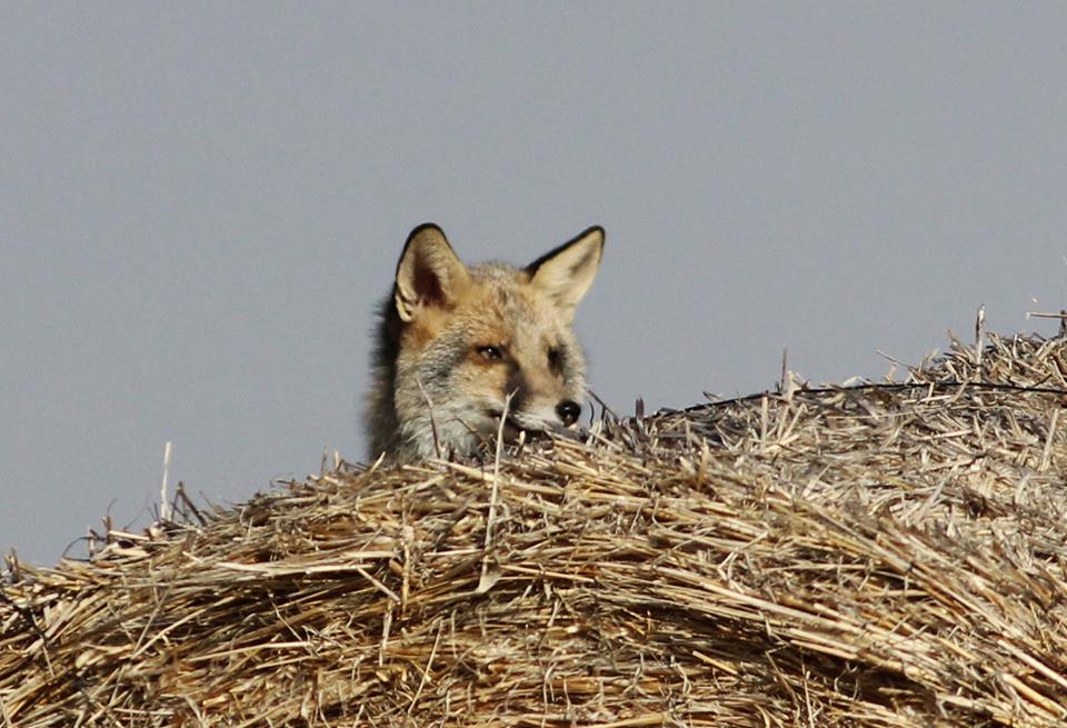 Mammals of Cyprus - Τα θηλαστικά της Κύπρου by George Konstantinou: Red ...