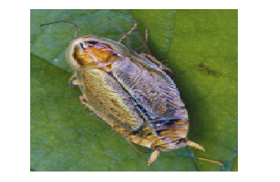 Blattodea & Isoptera