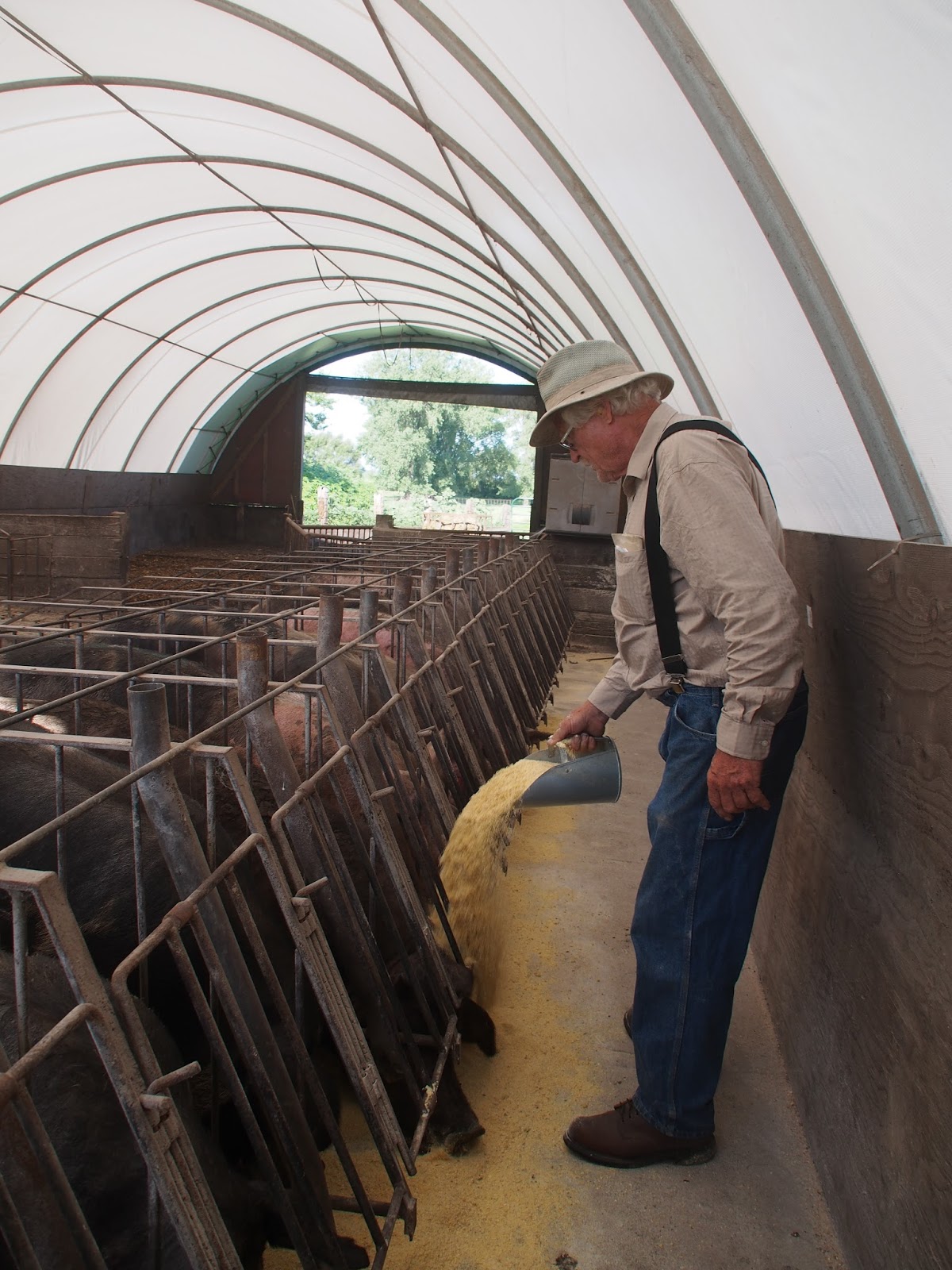 Pastures A Plenty: Brood sows