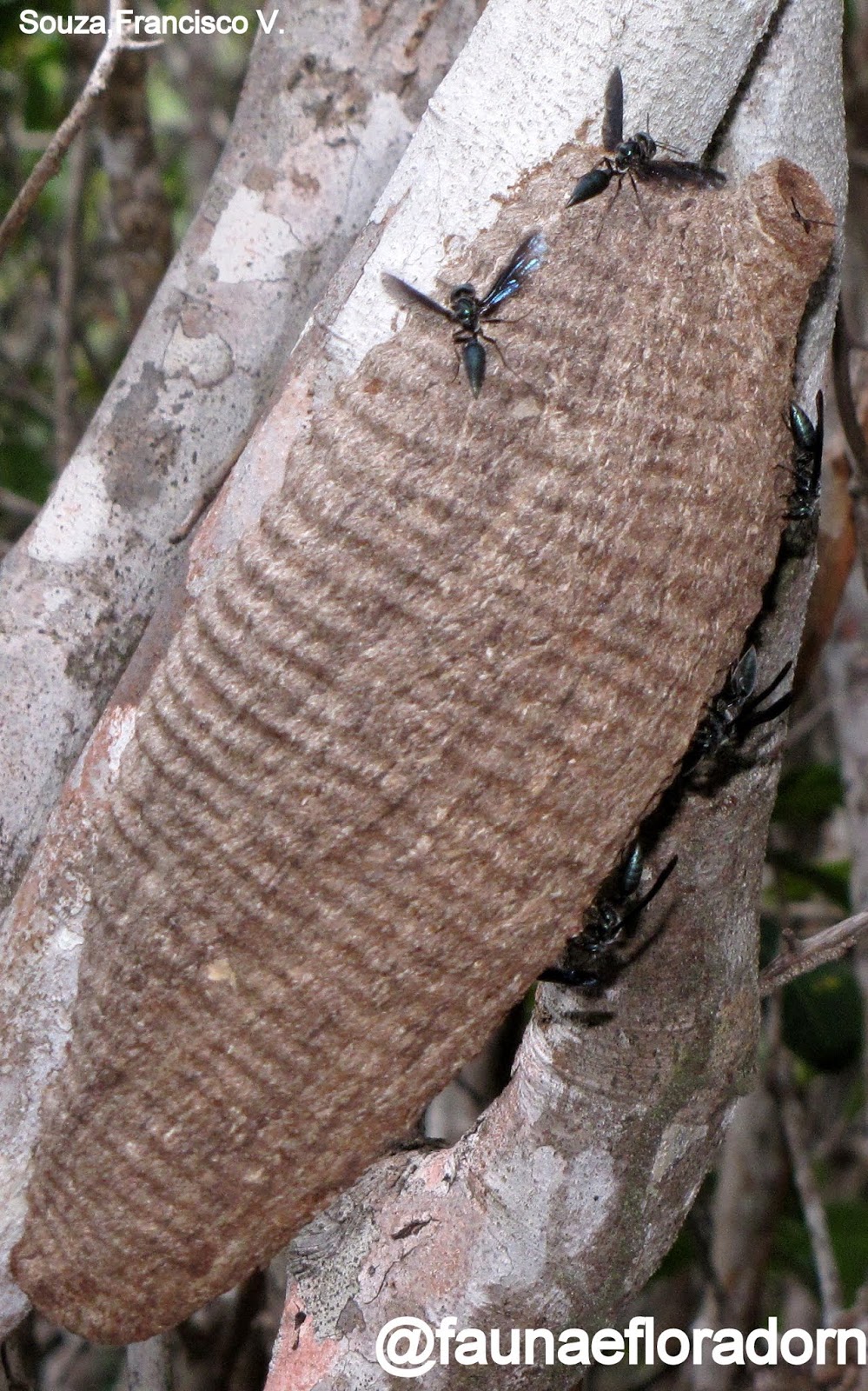 FAUNA E FLORA DO RN: Marimbondo Tatu Synoeca surinama (Linnaeus, 1767)
