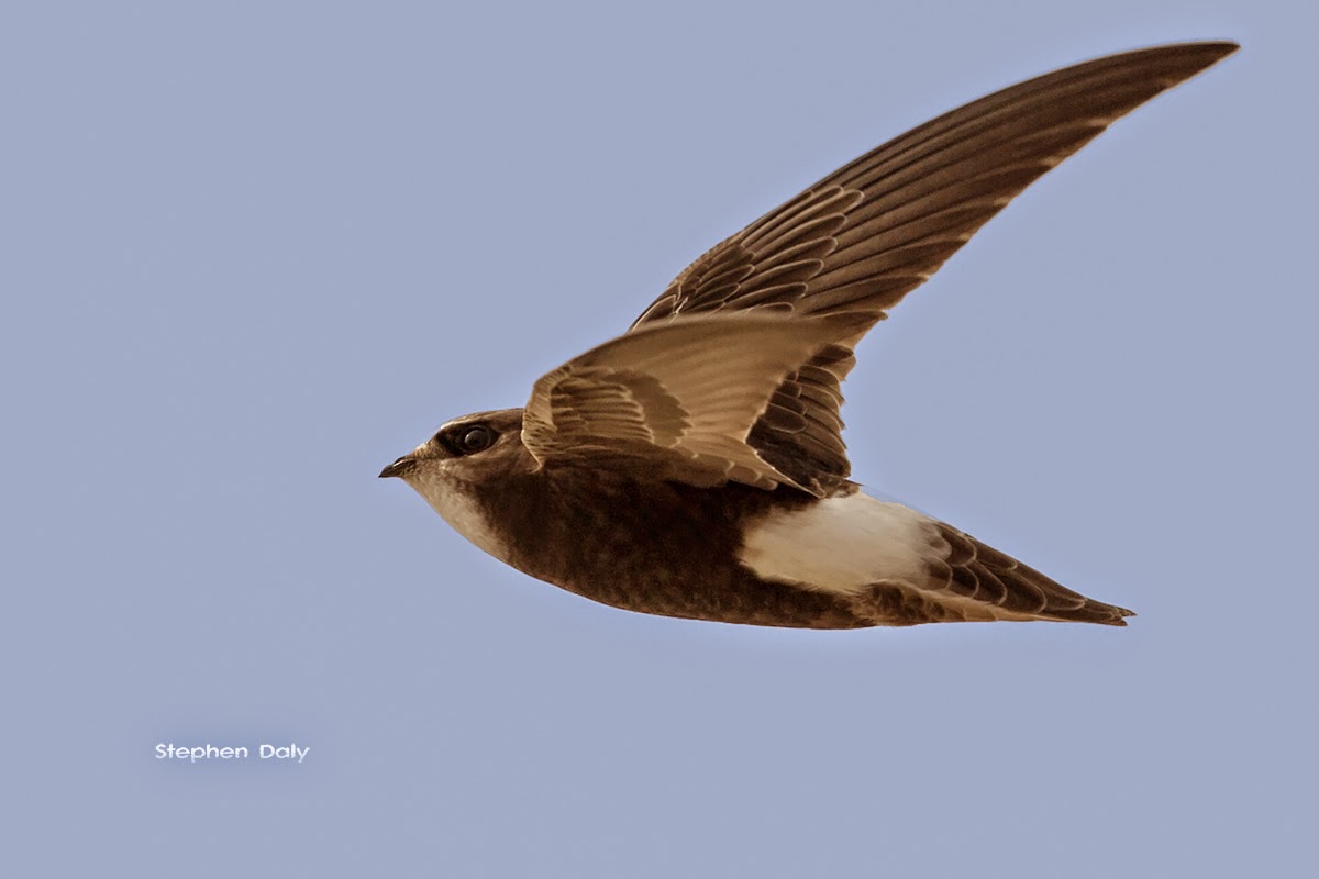 Little Swifts, Chipiona, Cadiz province, Spain | Focusing on Wildlife