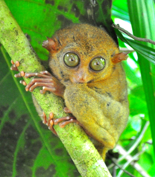 Econ Analysis Tools: List of popular primates