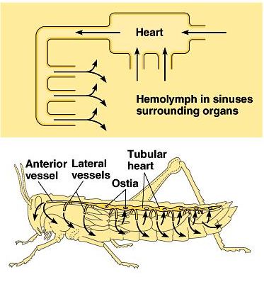 Seven Days per Week: SPM Biology 10 Transport (Part 5)
