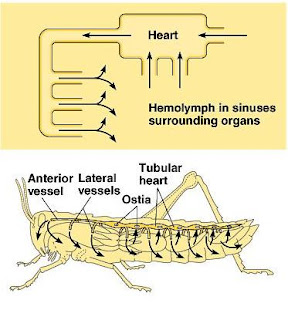 Seven Days per Week: SPM Biology 10 Transport (Part 5)