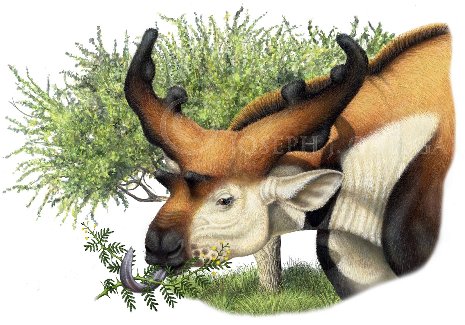 Wild and Wonderful Life on Planet Earth: Mihirungs in Miocene Australia ...