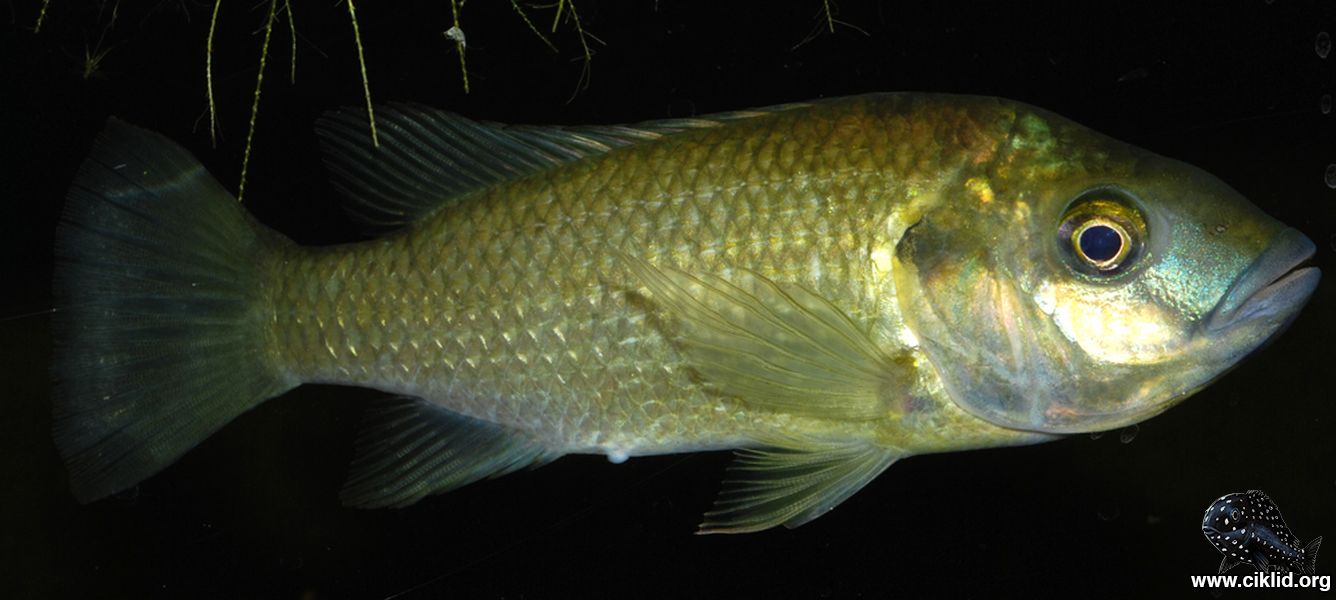 IKAN UNGA ~ Everything About Fish