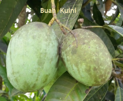 Anim Agro Technology: BUAH KUINI - SATU FAKTA