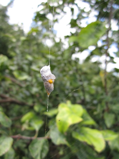 Crunchy Segments: Wasp Spiders? Spider Wasps?