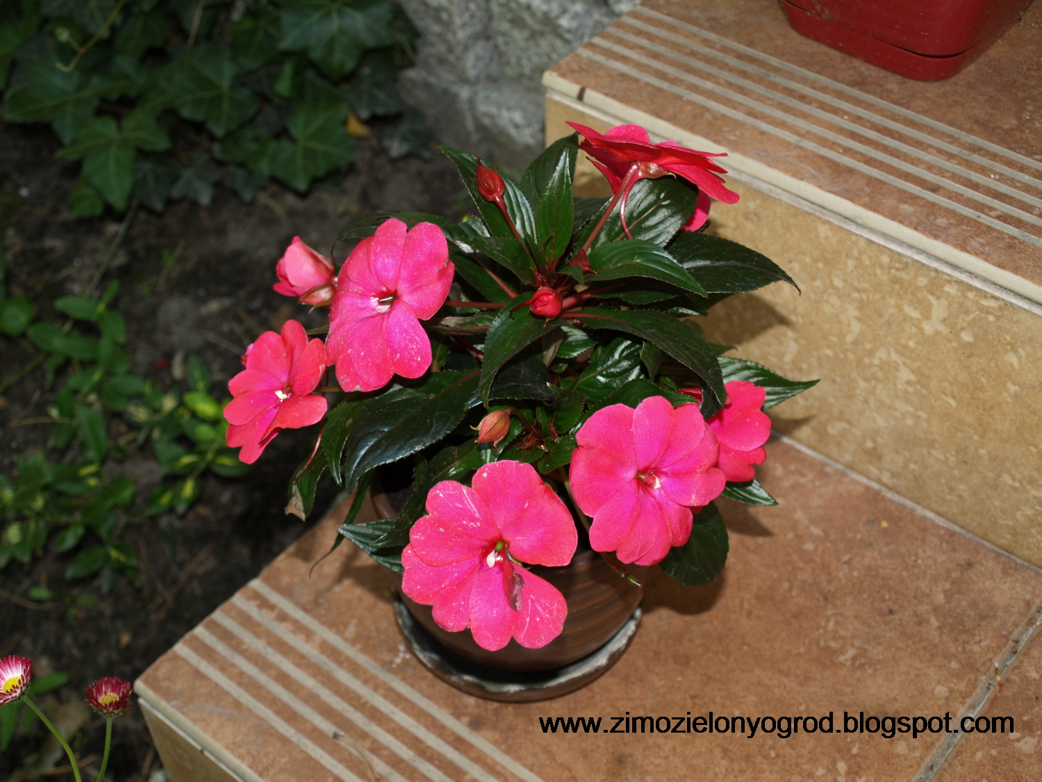 Zimozielony ogród: Kwiaty ogrodowe w doniczkach
