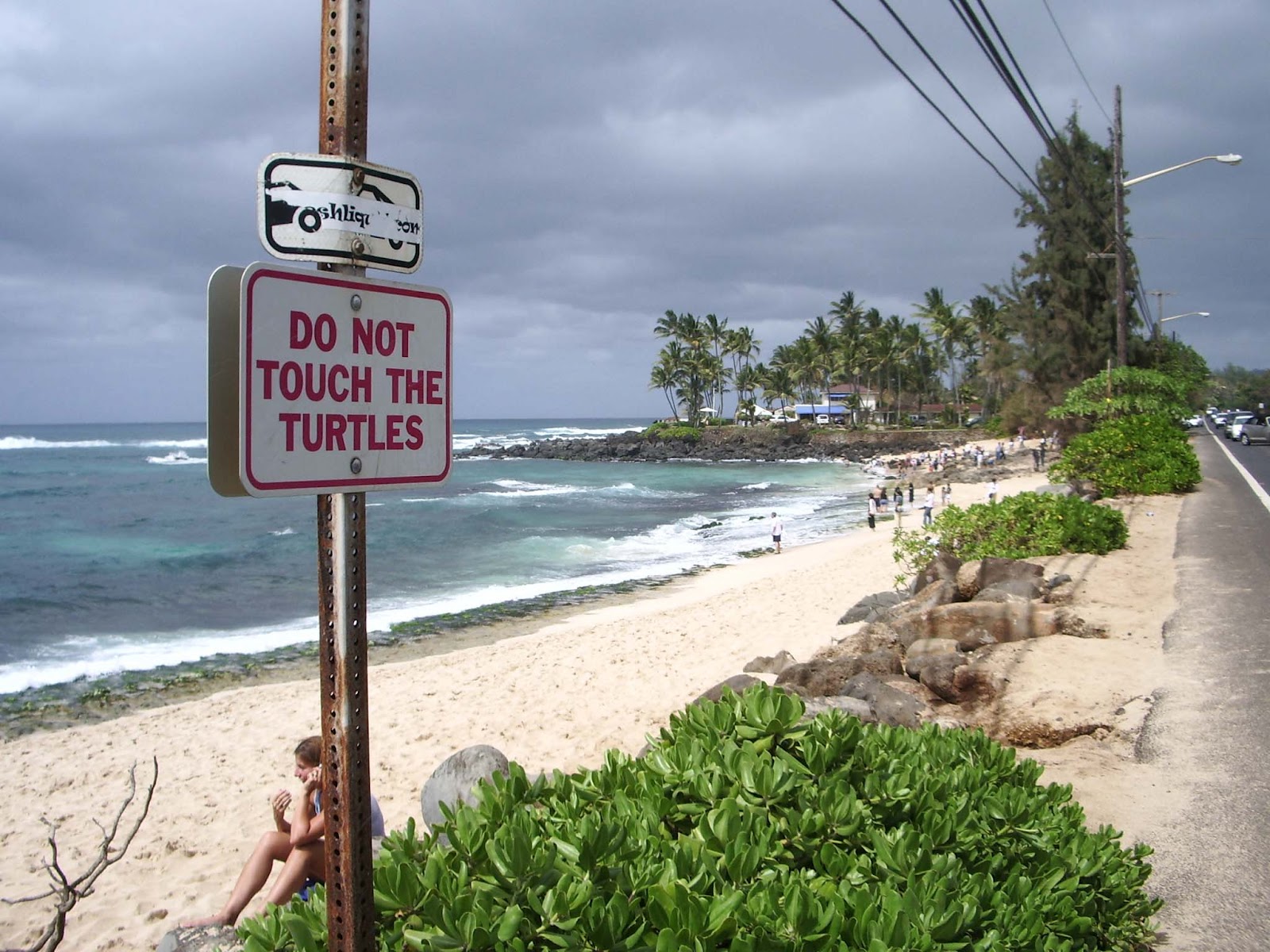 Roxy's Real Estate News Blog: Laniakea Beach On Oahu's North Shore is a ...