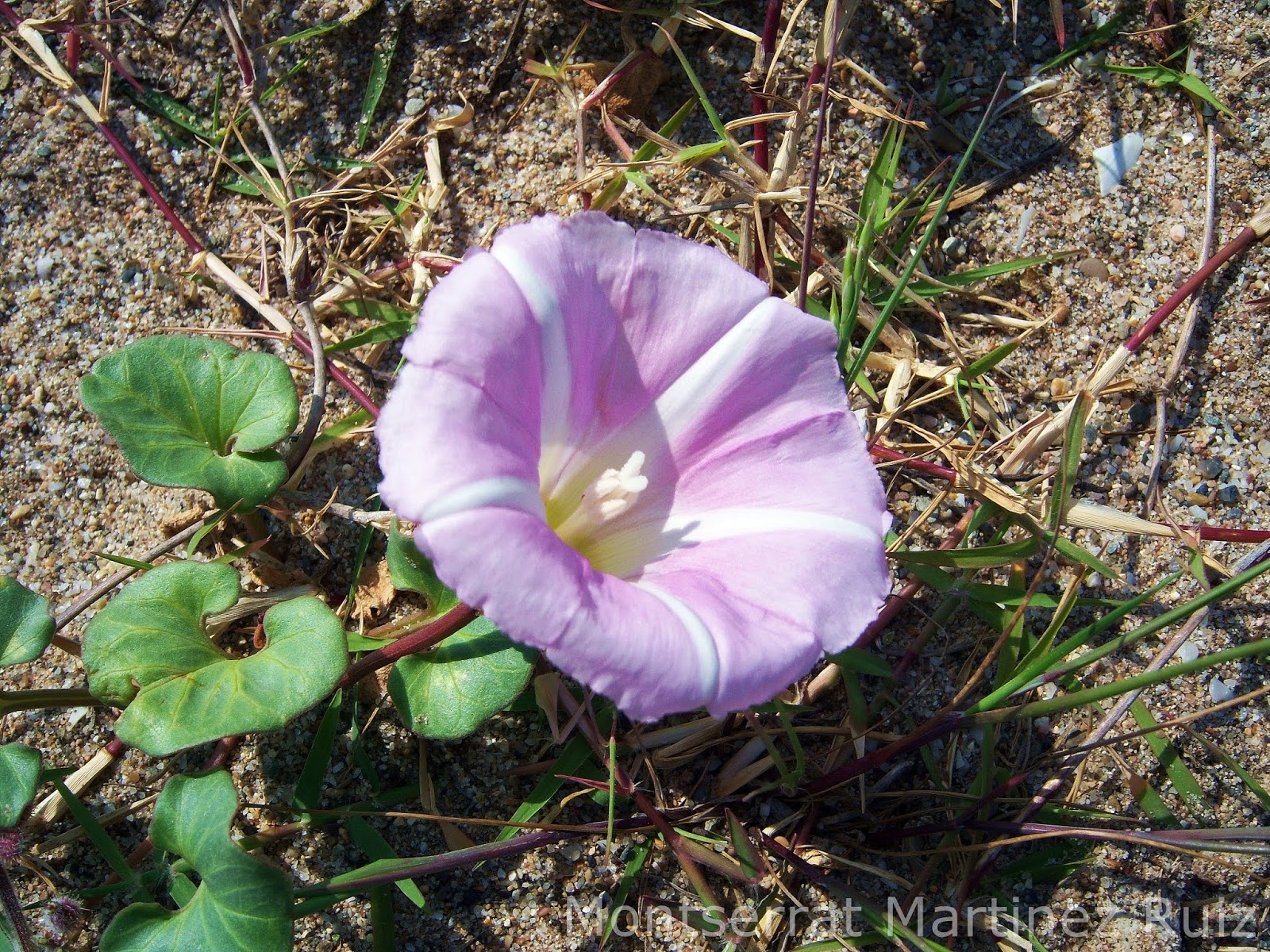 Flora de la Costa Mediterránea - BOTÀNIC SERRAT