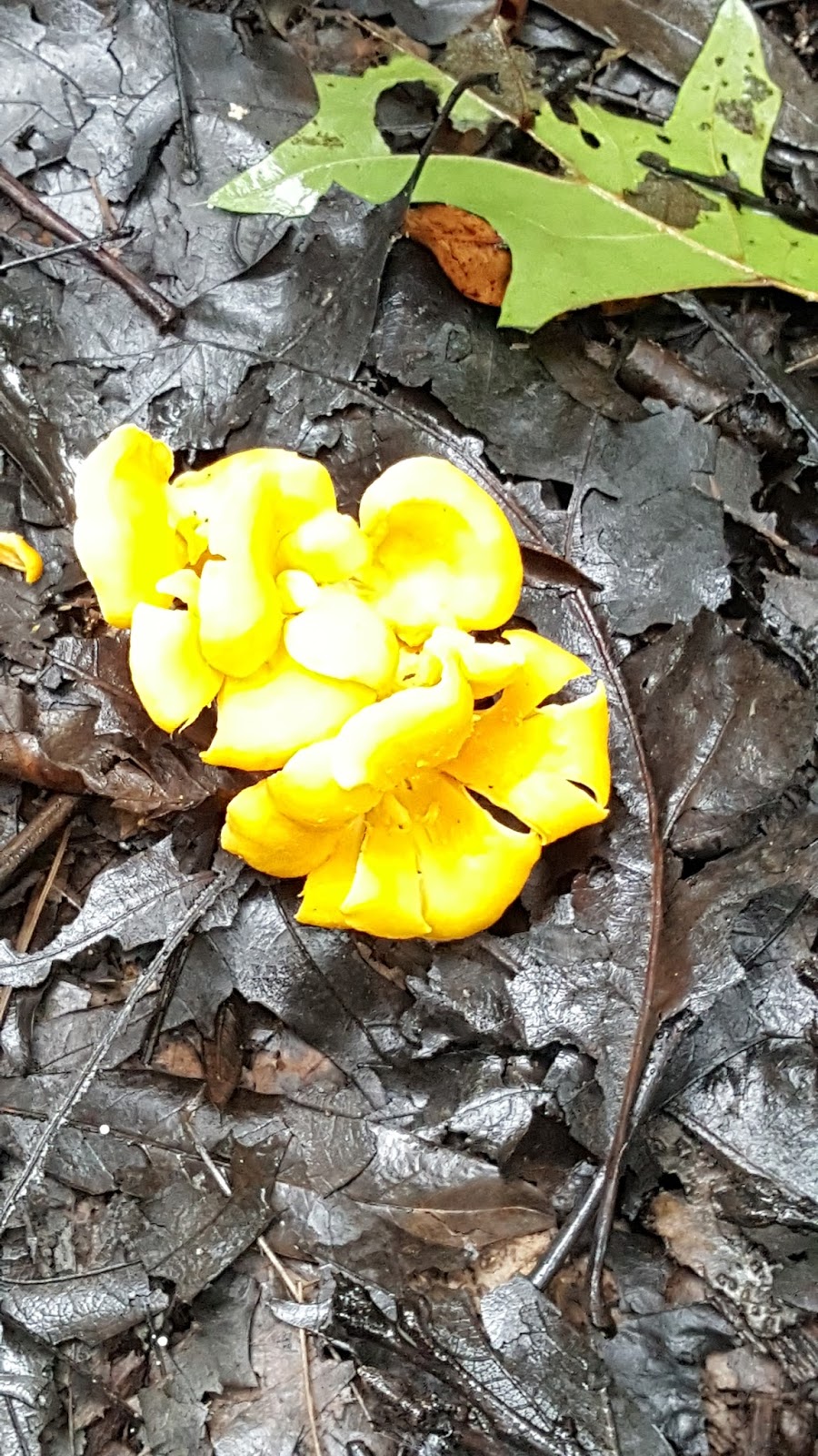 21st Century Renaissance Man: Foraging: Chantrelles (Cantharellus ...)