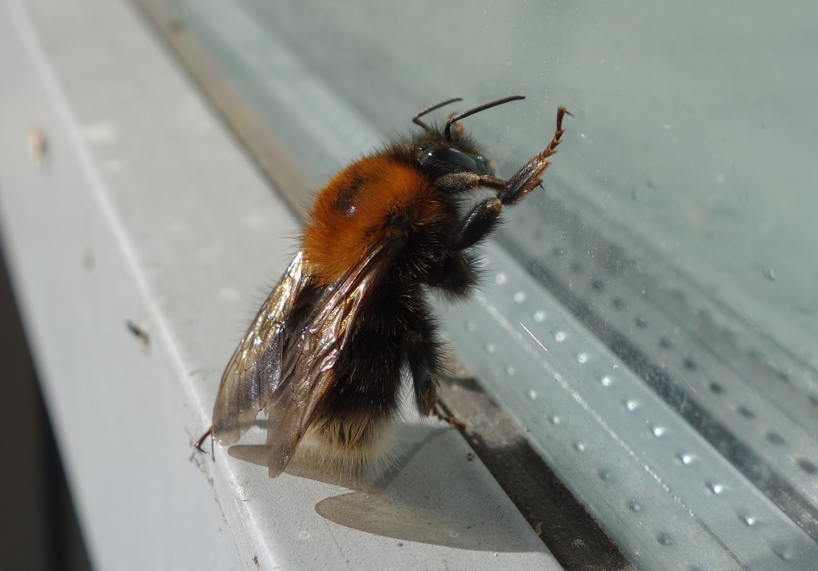 My Wildlife Allotment: Bumblebee queens in spring: The awakening of ...