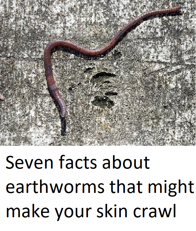 Giant earthworms? 7 facts about earthworms that will make your skin crawl