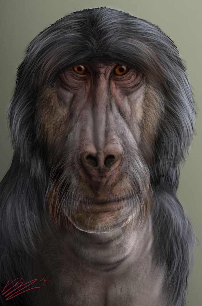 Primeval Online - Őslénytani Blog: Paradolichopithecus: Az európai ...