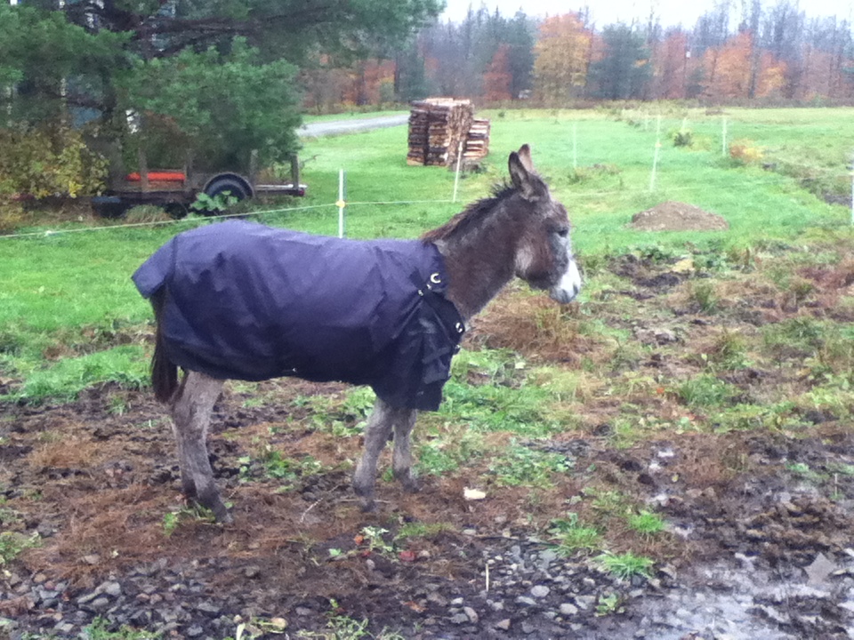 The Dancing Donkey: Rain, rain go away....