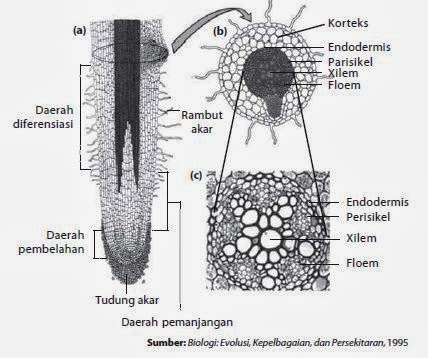 Penjelasan Tentang Organ pada Tumbuhan | Biologi Indonesia