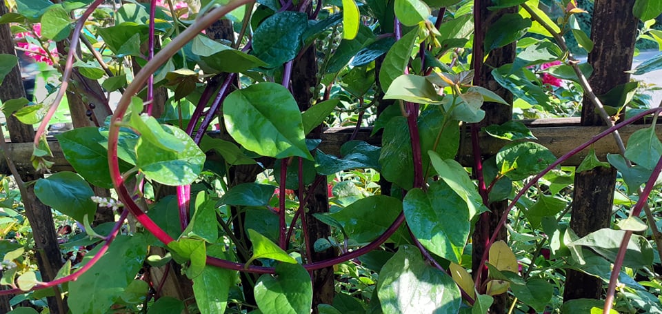 MobiBard: ALUGBATI (Malabar Spinach)