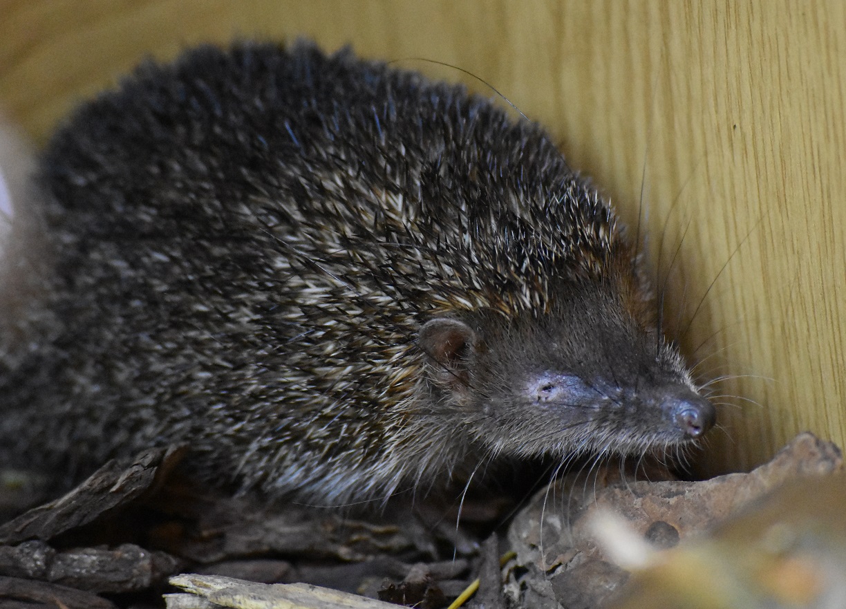ZOOTOGRAFIANDO (6.100 ANIMALS): TENREC ERIZO GRANDE / GREATER HEDGEHOG ...