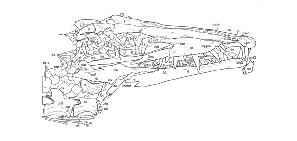 Species New to Science: [Paleontology • 2016] Litorosuchus somnii • A ...