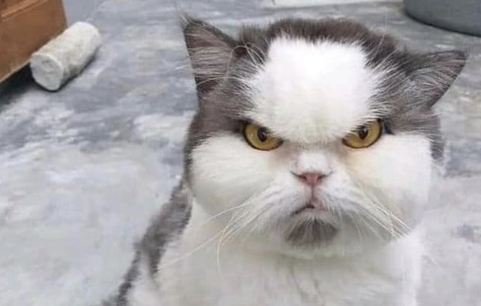 Jack aime/Jack n'aime pas: Vive le nouveau chat grognon